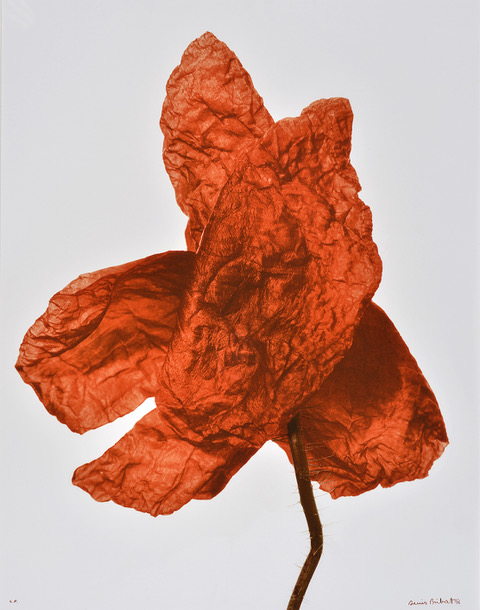 Denis BRIHAT:# La nature au coeur – Le Musée du Regard / Le Havre