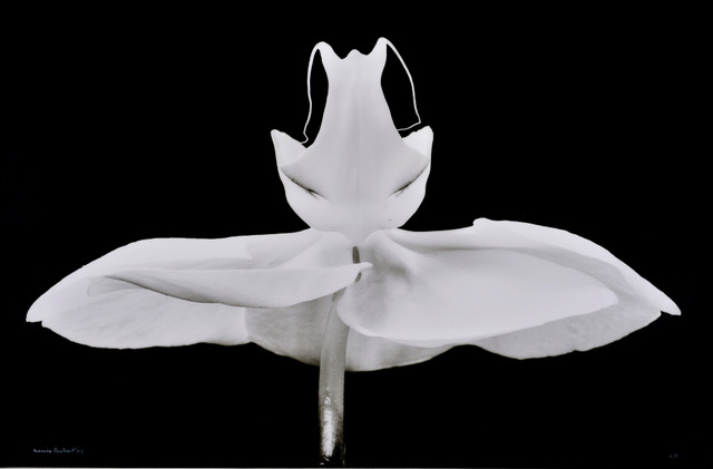 Denis BRIHAT:# La nature au coeur – Le Musée du Regard / Le Havre